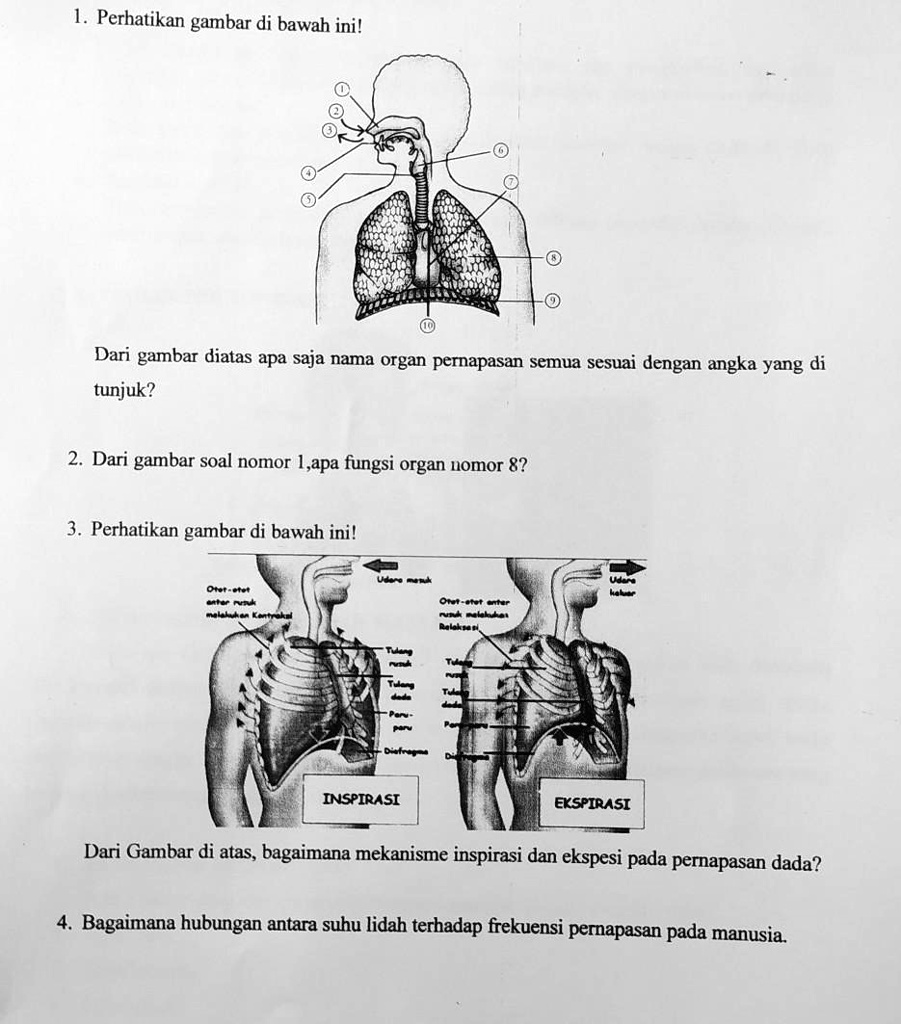 SOLVED: bantuin soal ipa aku pleasedeadlinenya udh mau abis Perhatikan ... SOLVED: bantuin soal ipa aku pleasedeadlinenya udh mau abis Perhatikan ...