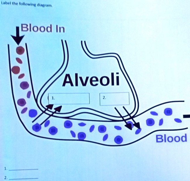 label the following diagram 1 2 label the following diagram blood in ...
