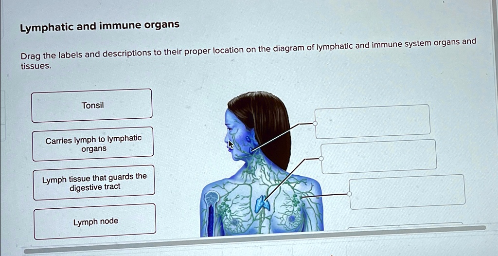 lymphatic and immune organs drag the labels and descriptions to their ...