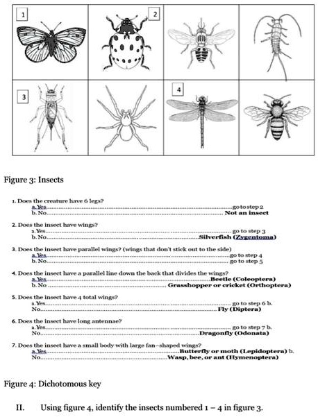 1 2 3 4 Figure 3: Insects 1. Does the creature have 6 legs? a. Yes b ...