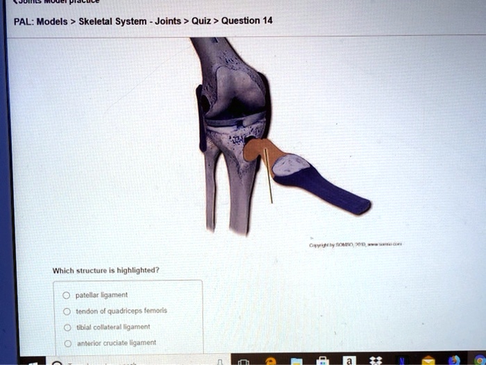 Skeletal System Joints Quiz