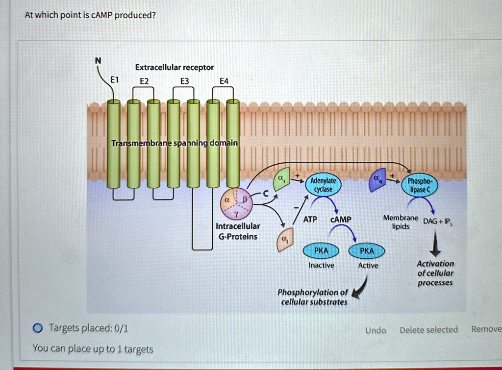 at which point is camp produced extracellular receptor transmembrane ...