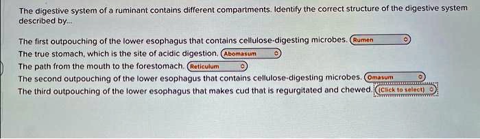 The digestive system of a ruminant contains different compartments ...