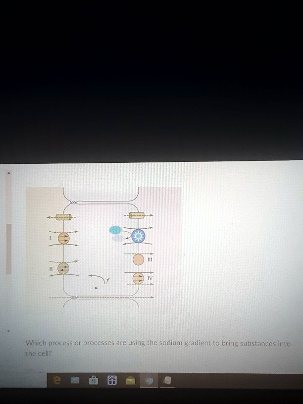 I III IV Which process or processes are using the sodium gradient to ...