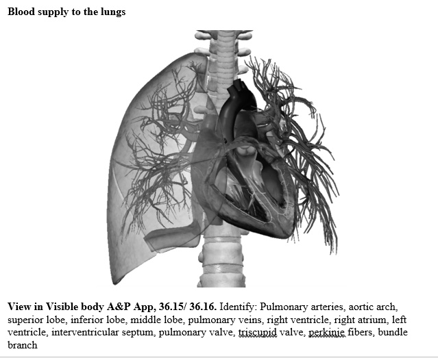 Blood supply to the lungs View in Visible body A P App, 36.15/ 36.16 ...