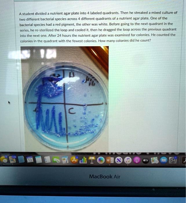 a student divided nutricnt agar plate into labeled quadrants then he ...