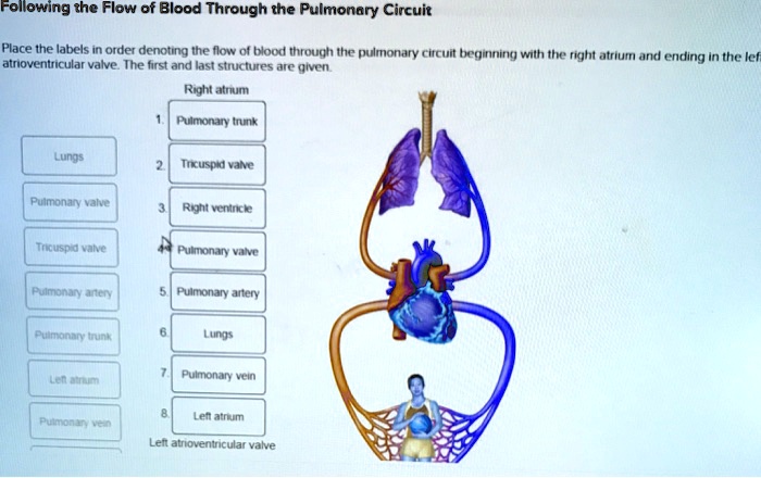 Following the Flow of Blood Through the Pulmonary Circuit Place the ...