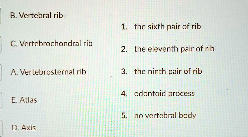 B. Vertebral rib C. Vertebrochondral rib A. Vertebrosternal rib E ...