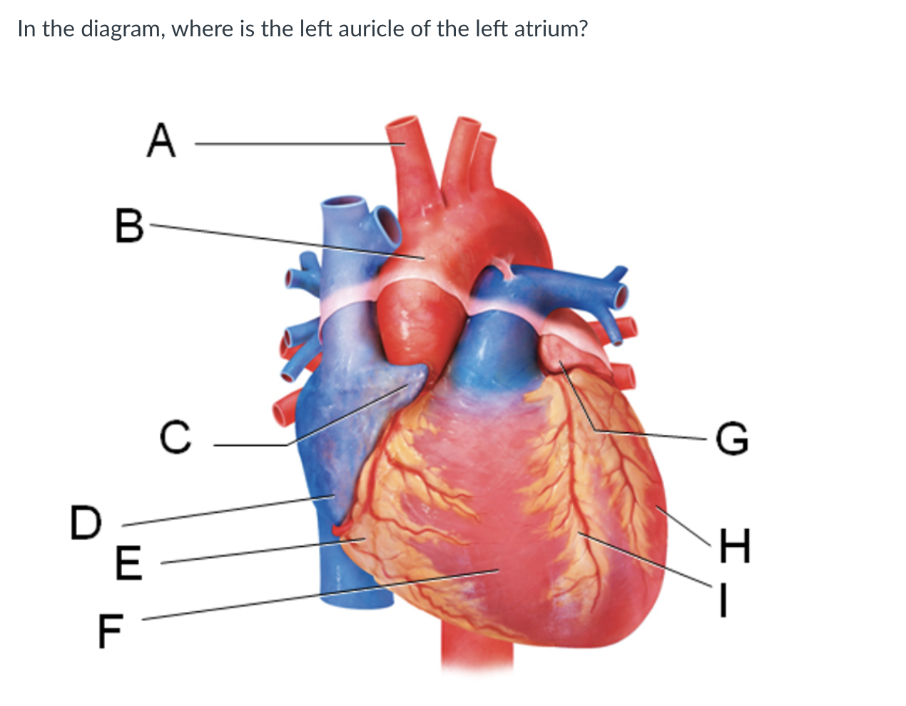 In the diagram, where is the left auricle of the left atrium?