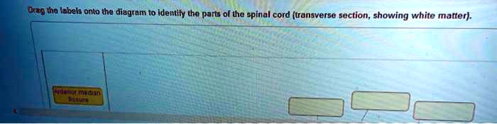 Drag the labels onto the diagram to identify the parts of the spinal ...