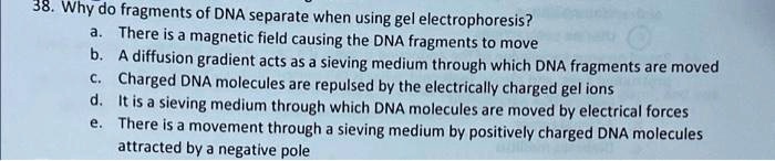 SOLVED: 38. Why do fragments of DNA separate when using gel ...