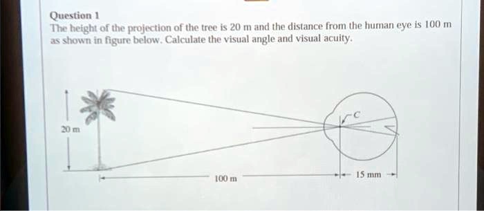 SOLVED: Question 1 The height of the projection of the tree is 20 m and ...