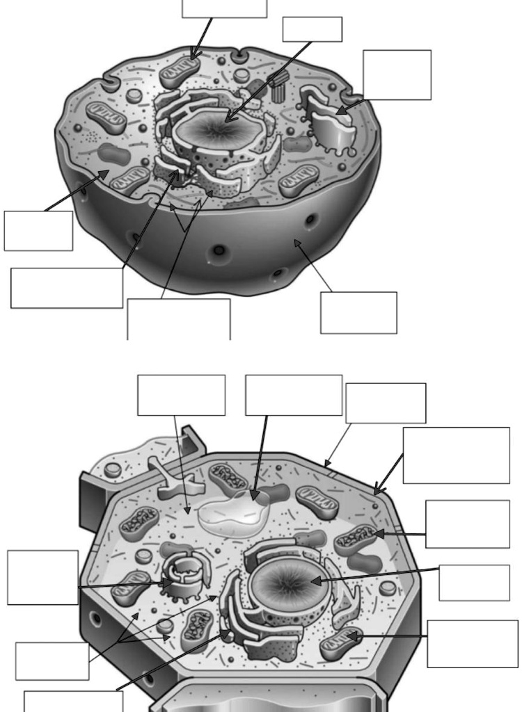 SOLVED: 'PLEASE HELP ASAP Label the parts of the animal and plant cell in this diagram.