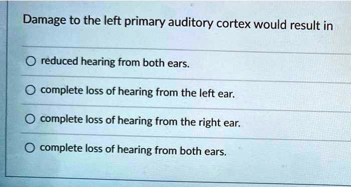 Damage to the left primary auditory cortex would result in reduced ...