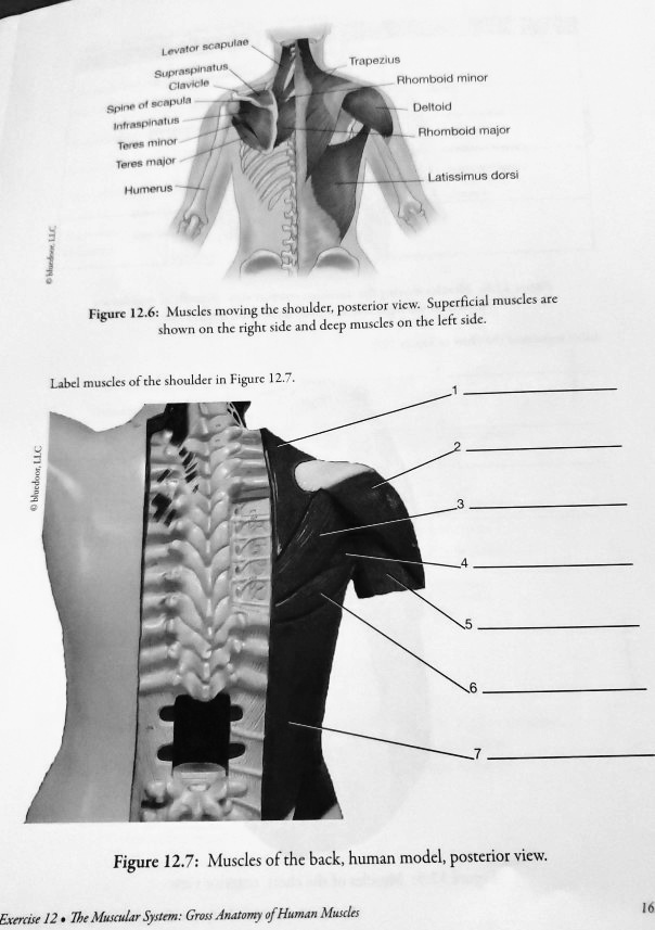 SOLVED: Levator scapulae Trapezius Rhomboid minor Clavicle Spine of ...