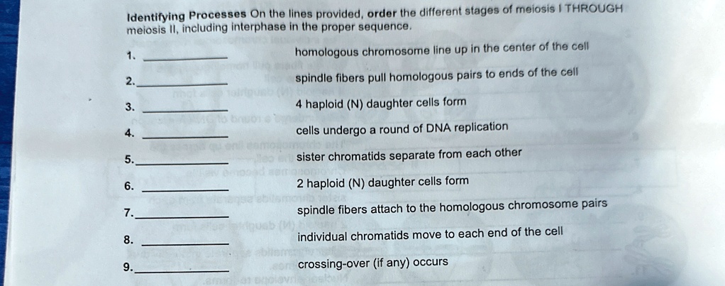 Identifying Processes On the lines provided, order the different stages ...