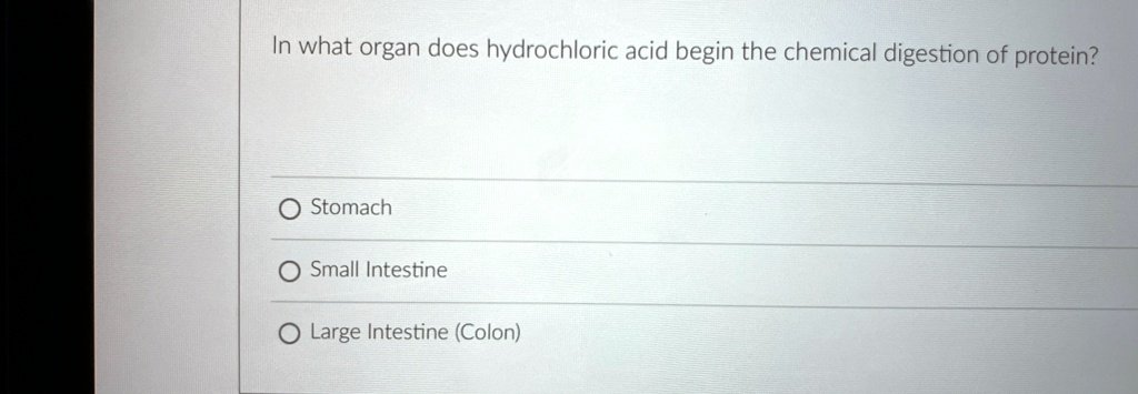 in what organ does hydrochloric acid begin the chemical digestion of ...