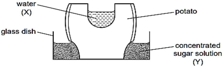 the diagram shows an experiment set up to investigate osmosis in living ...