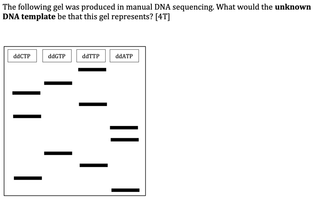 The following gel was produced in manual DNA sequencing. What would the ...