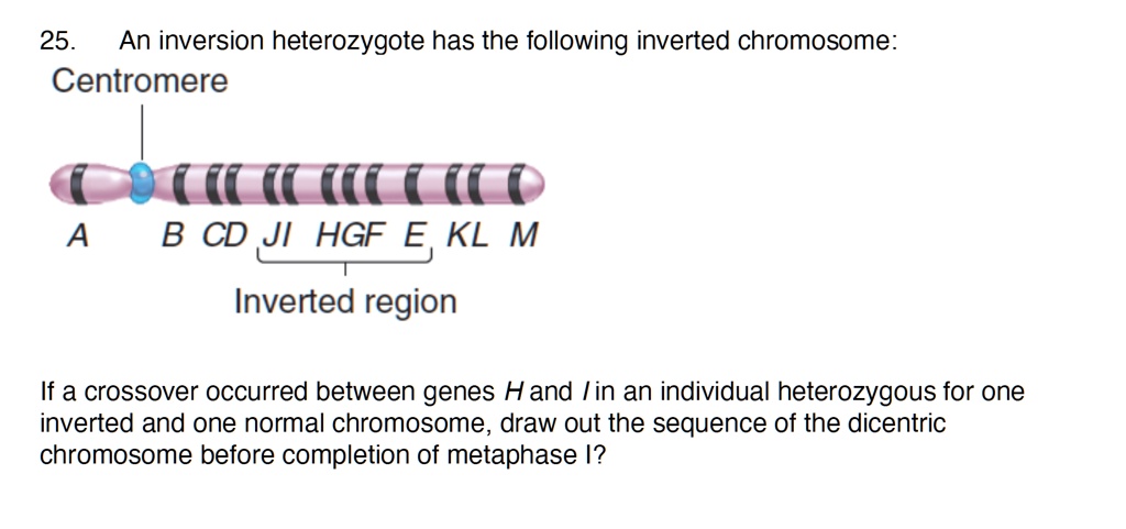 SOLVED: 25. An inversion heterozygote has the following inverted ...