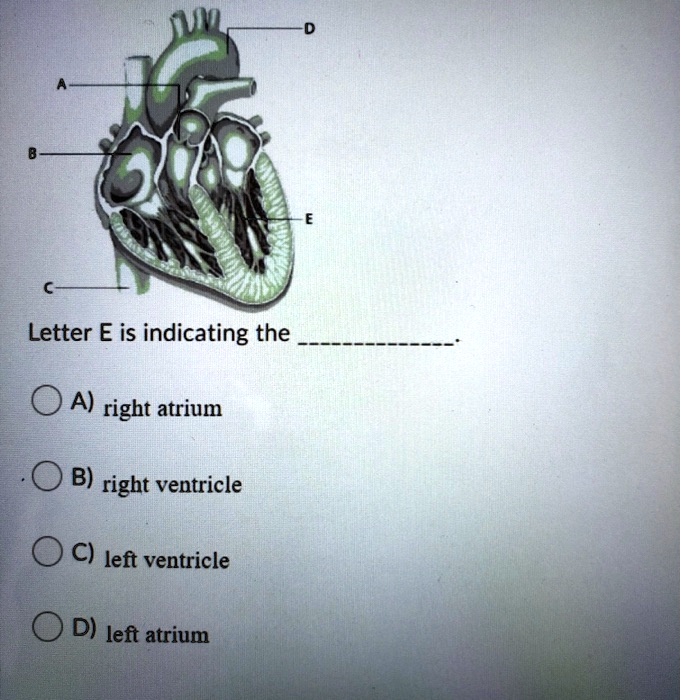 SOLVED: Letter E is indicating the A) right atrium B) right ventricle C ...