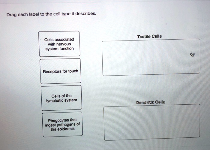 SOLVED: Drag each label to the cell type it describes. Tactile Cells Cells associated with ...