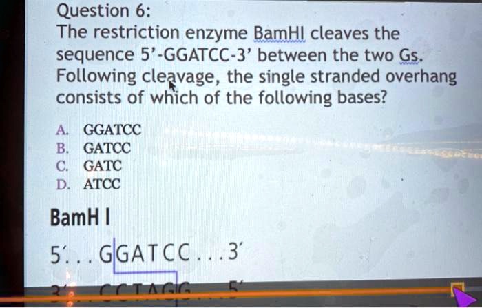 Solved Question 6 The Restriction Enzyme Bamhi Cleaves The Sequence 5