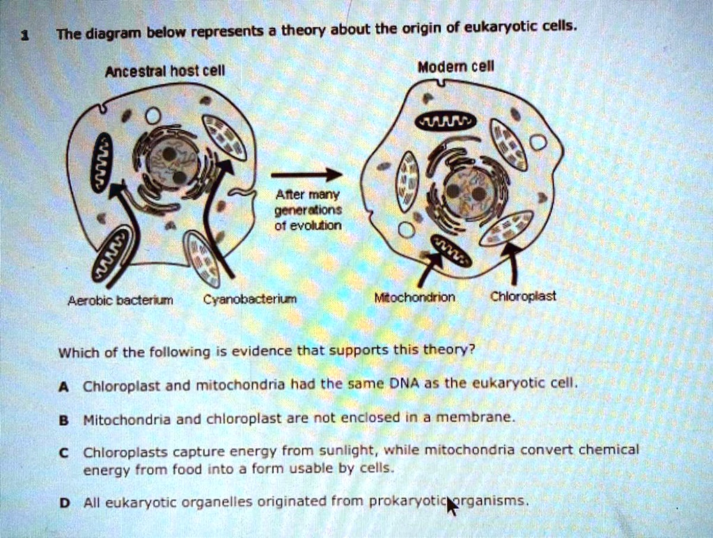 1 The diagram below represents a theory about the origin of eukaryotic ...