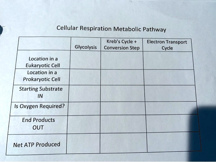 SOLVED: Cellular Respiration Metabolic Pathway Kreb' Cycle Electron ...