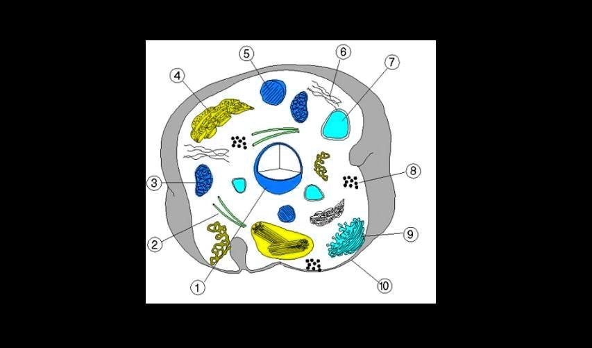 SOLVED: A student is shown an unlabeled, simplified model of a cell and ...