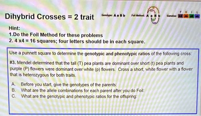 Dihybrid Crosses = 2 trait Hint: 1.Do the Foil Method for these ...