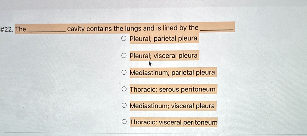 #22. The cavity contains the lungs and is lined by the Pleural ...