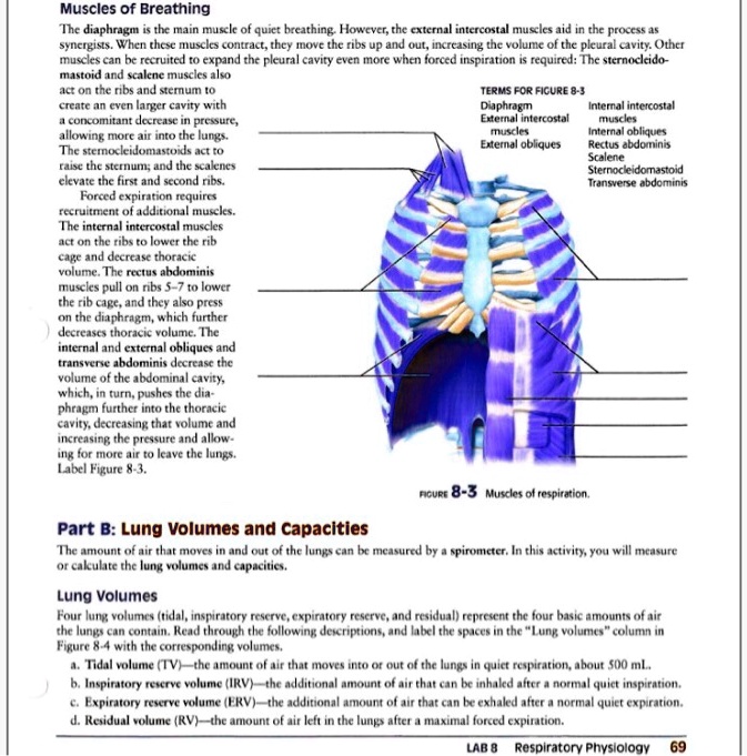 Muscles of Breathing The diaphragm is the main muscle of quiet ...