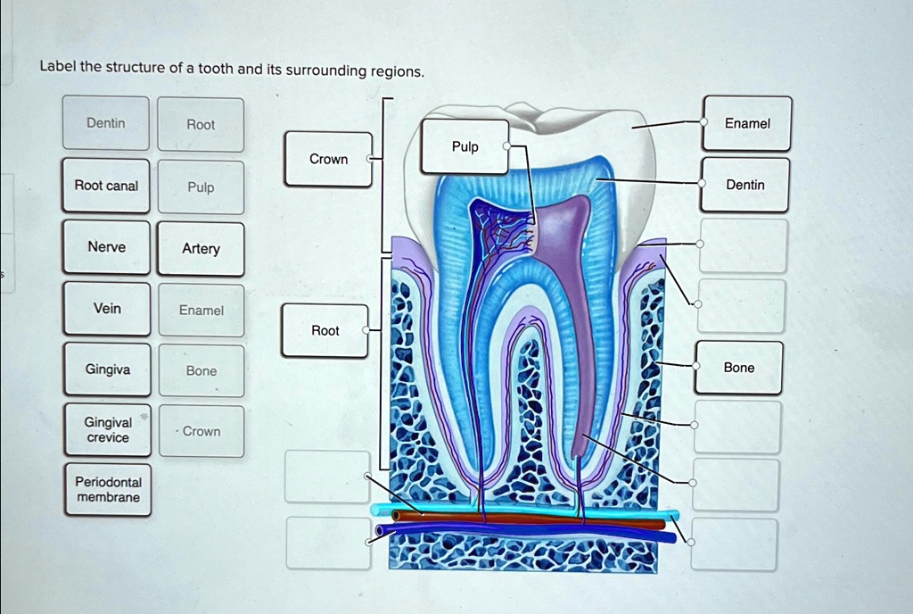 Label the structure of a tooth and its surrounding regions. Dentin Root ...