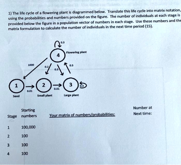 SOLVED: 1) The life cycle of a flowering plant is diagrammed below ...