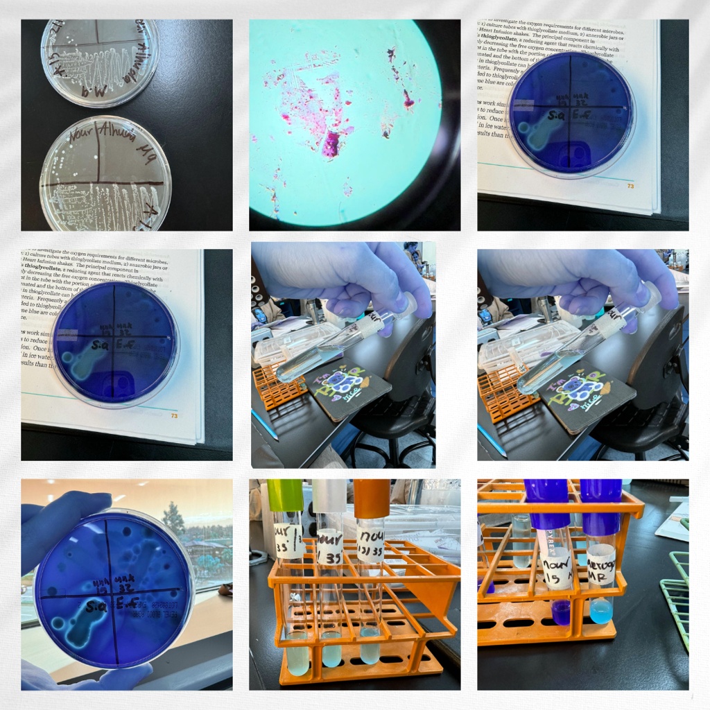 identify the bacteria in the slides gram positive bacteria 1 bacillus ...