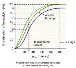 [GET ANSWER] O2 saturation of hemoglobin (%) 100 92 80 69 60 normal ...