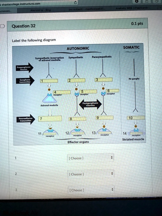 SOLVED: chastacollanc nitructurc com 0.1 pts Question 32 Label the following diagram AUTONOMIC ...