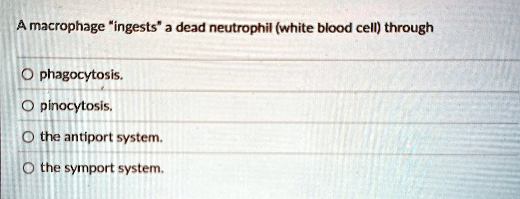 a macrophage ingests a dead neutrophil white blood cell through o ...
