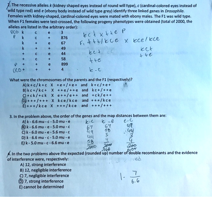 SOLVED:K the= recessive alleles (kidney shaped eyes instead of round ...