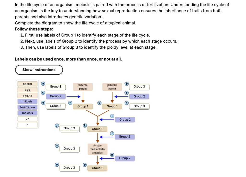 in the life cycle of an organism meiosis is paired with the process of ...