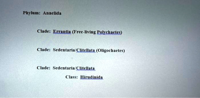 SOLVED: Phylum: Annelida Clade: Errantia (Free-living Polychaetes ...