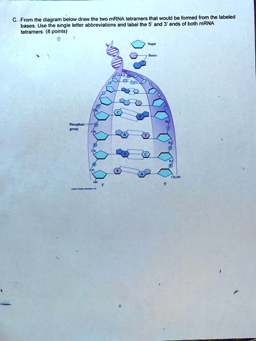 SOLVED:From the diagram below draw thne mRNA tetramers Ihat would be ...