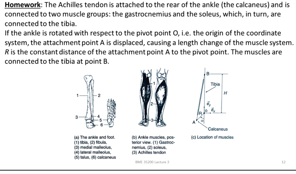 Homework: The Achilles tendon is attached to the rear of the ankle (the calcaneus) and is ...