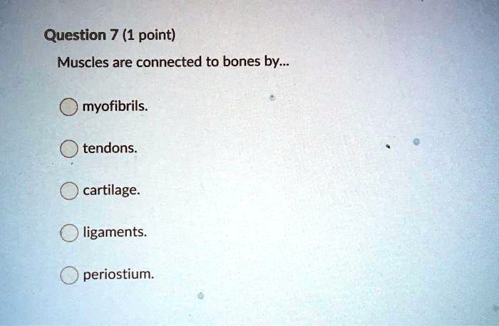 SOLVED: Question 7 (1 point) Muscles are connected to bones by ... SOLVED: Question 7 (1 point) Muscles are connected to bones by ...