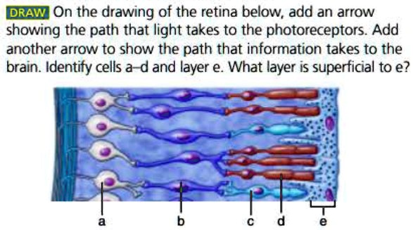 DRAW On the drawing of the retina below, add an...