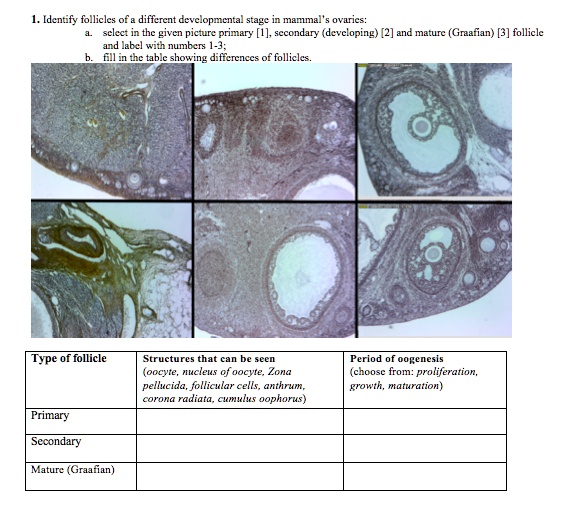 1. Identify follicles of a different developmental stage in mammal's ...
