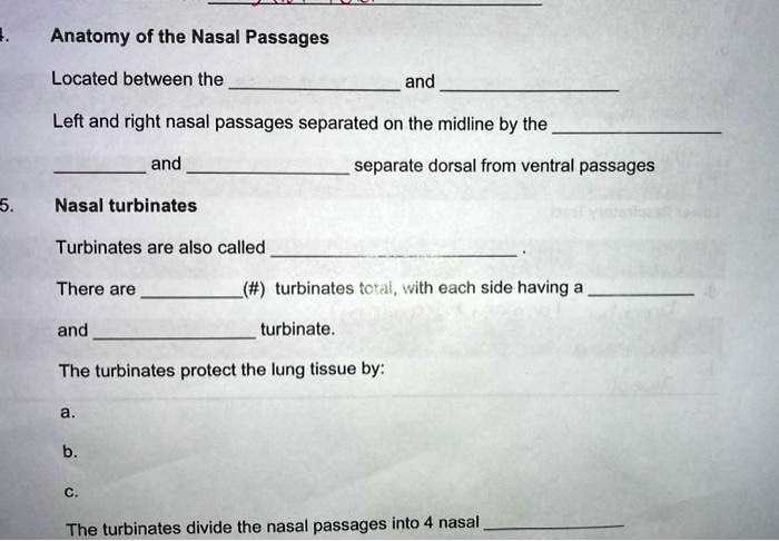 SOLVED: Anatomy of the Nasal Passages Located between the nasal cavity ...