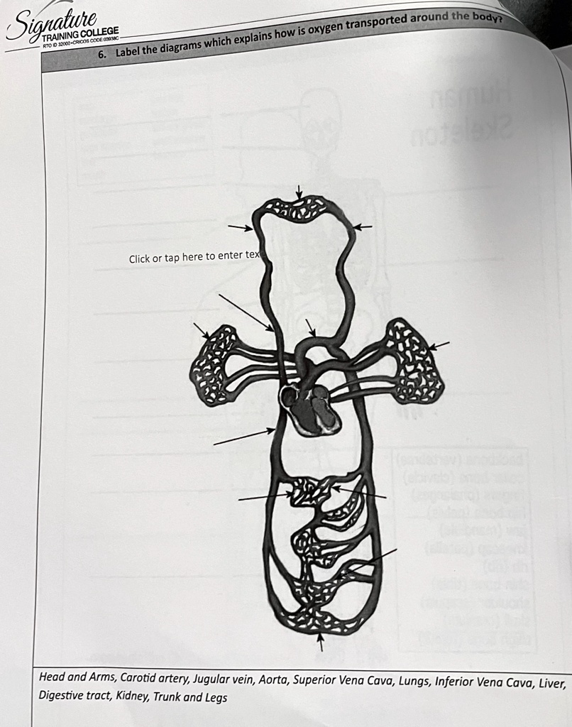 6 label the diagrams which explains how is oxygen transported around ...