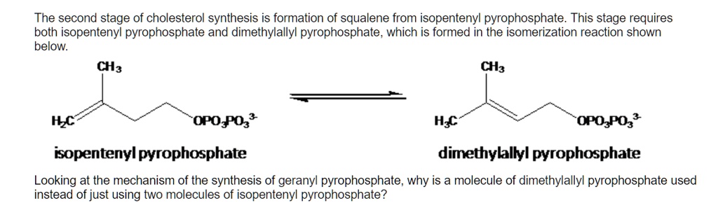the second stage of cholesterol synthesis is formation of squalene from ...